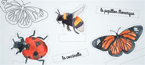 Apprendre Le Nom Des Insectes Partie 1 Kilou