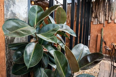 Guía completa para el cuidado de la planta del caucho