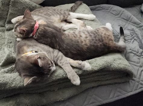 Kittens Mom Returned To Shelter After Being Separated But Theres A