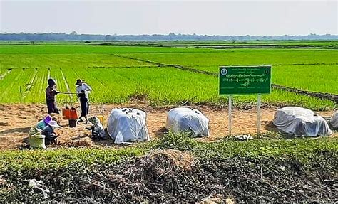 ဇလွန်မြို့နယ်တွင် မြေဆီလွှာဖွံ့ဖြိုးတိုးတက်ရေးအတွက် Em ဘိုကာရှီ ကောက်ရိုးမြေဆွေးပုံ ပြုလုပ