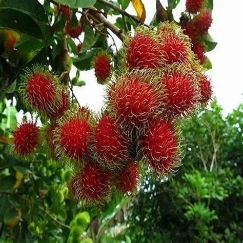 Rambutan Grafted Plant At ₹ 750piece फलों के पेड़ In Barasat Id