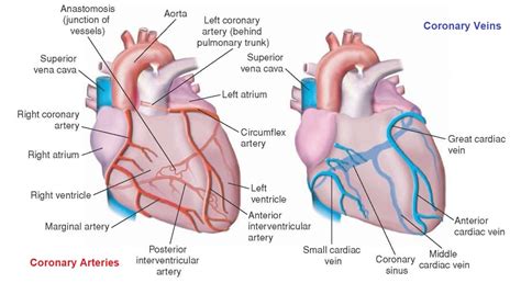 Blank Diagram Of Circulatory System Veins And Arteries Arter