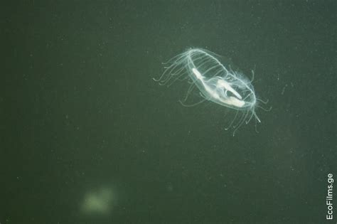 Nika Tsiklauri Ecofilms Ge აღმოჩენა მტკნარი წყლის მედუზა საქართველოში