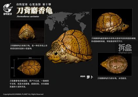 动物星球 心宽体胖第八弹爬行类动物手办 静态动物模型 拆盒