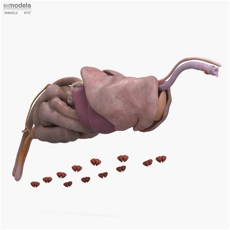 Mouse Internal Organs 3d Model Download Mammals On
