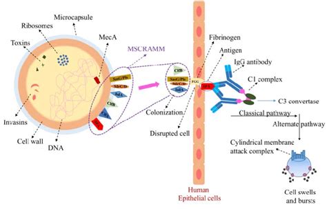 Staphylococcus Bacteria Diagram