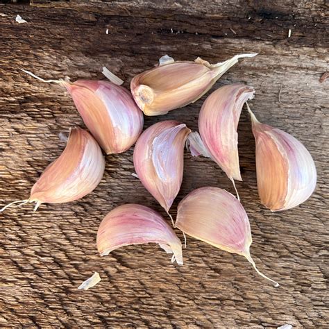 Music Seed Garlic Grasshopper Collective