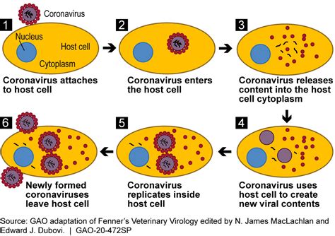Corona Virus Host Cell Site Title