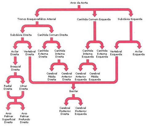 Esquema De Las Ramas De La Arteria Aorta