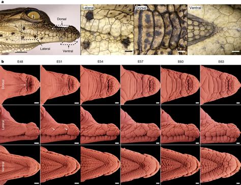 Scientists Unlock The Secrets Of Crocodile Skin And Its Irregular Mystifying Patterns