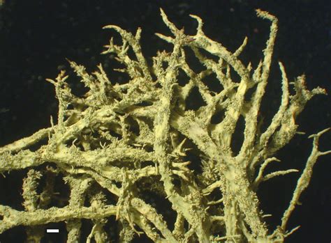 Letharia Vulpina Common Macrolichens Of The Pacific Northwest