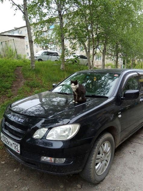Кот на машине | Тачки, Кот