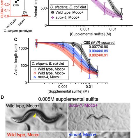Intersection Of Moco Biosynthesis And Sulfur Amino Acid Metabolism In