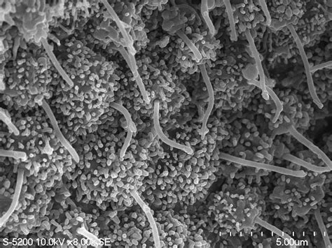 Scientists Develop Method To Tweak Tiny ‘antenna On Cells Johns