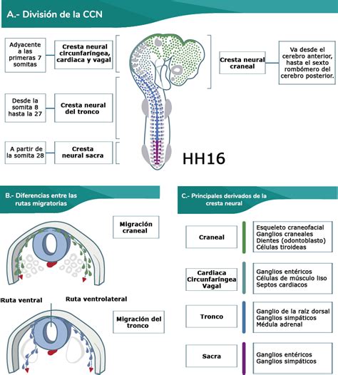 Uapa Cresta Neural La Cuarta Capa Germinativa