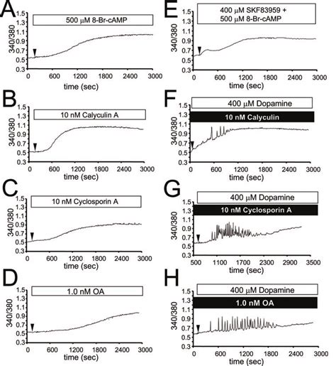 Effects Of Pka Phosphorylation On Ca 2 Signaling In Msn The Images