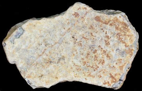 9 fossil turtle shell section montana 71227 for sale