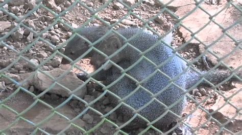Mongoose Having Force Full Sex Youtube