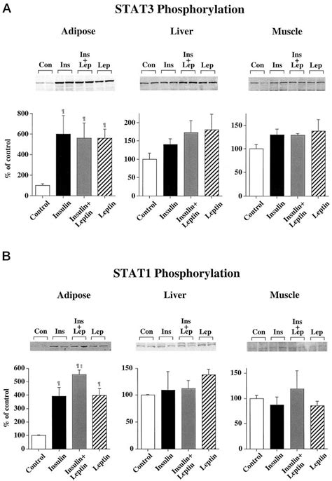 Phosphorylation Of Stat3 A And Stat1 B In Adipose Tissue Liver