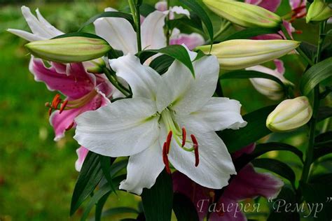 White Stargazer Lilies | Восточные гибриды лилий | Цветочные картины, Лилии