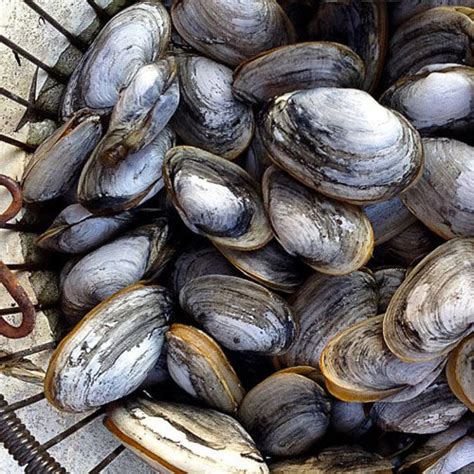 Maine Softshell Steamer Clams Buy Steamers Online Sopo Seafood