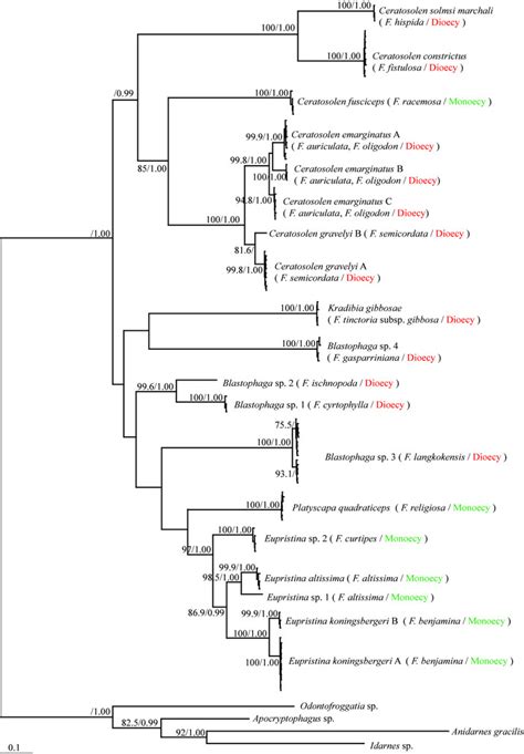 The Combined Coi And 28s Rrna Bayesian Tree Of Fig Pollinating Wasps
