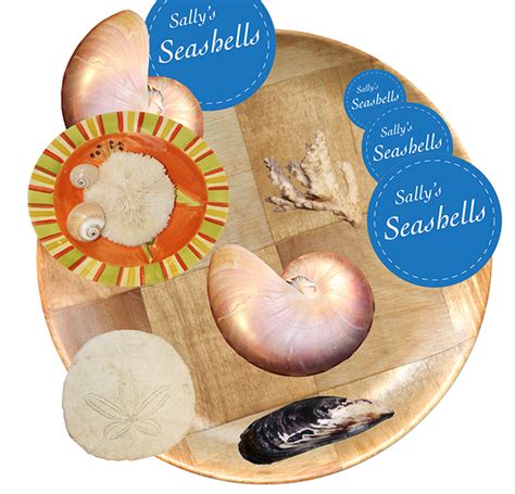 Sallys Seashells Behance
