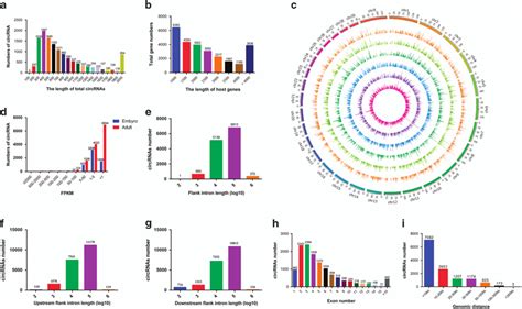 Profiling Of Circular Rnas In Bovine Skeletal Muscle A Size Download Scientific Diagram