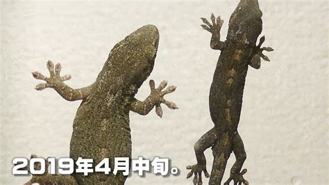 飼育ヤモリ達について、振り返ってみました。 ニコニコ動画