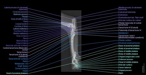 Radiographs Of The Cat Normal Anatomy Vet Anatomy