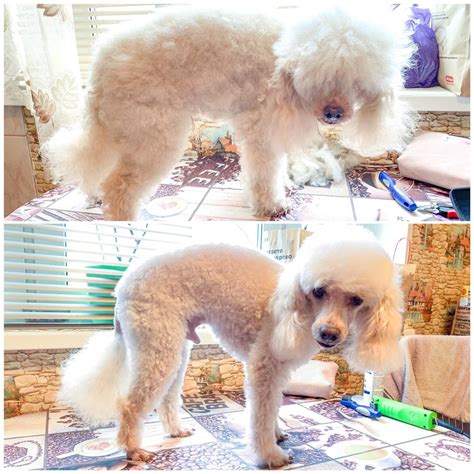 Виды стрижек пуделей 61 фото картинки Sobakovod Club