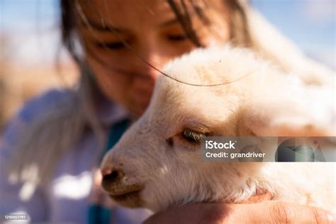 Closeup Of A Young Navajo Woman Holding A Lamb From The Flock Stock