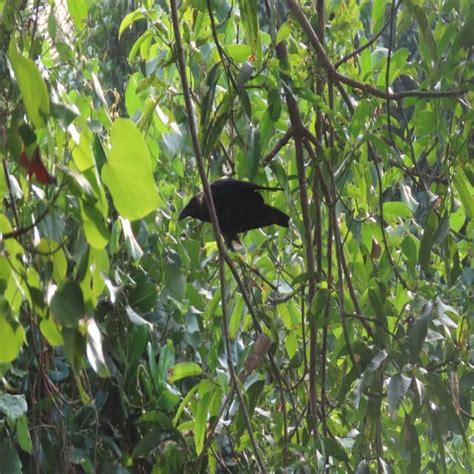 Trees Object Detection Dataset By Training