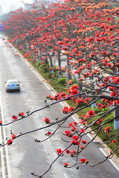 Chinese Tree With Red Flowers