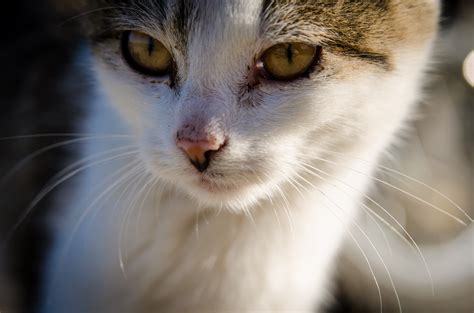Free Images Animal Pet Fur Kitten Close Up Nose Whiskers Snout