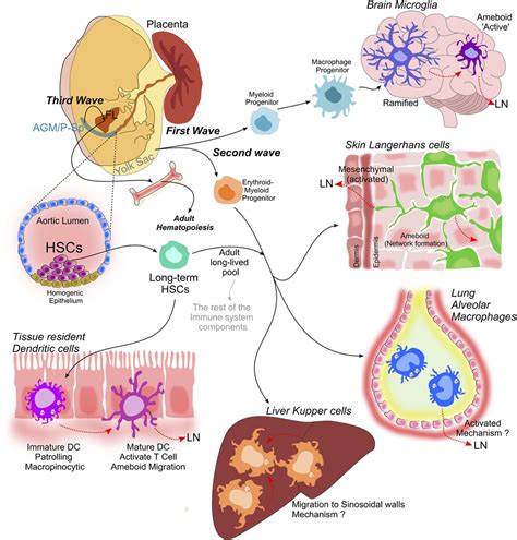Myeloid Cell Compartment Establishment Is Achieved During The Three