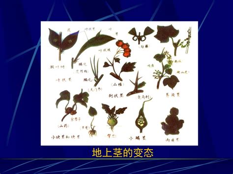 第三章 茎的形态与显微构造 第一节 茎的形态与功能 ppt download