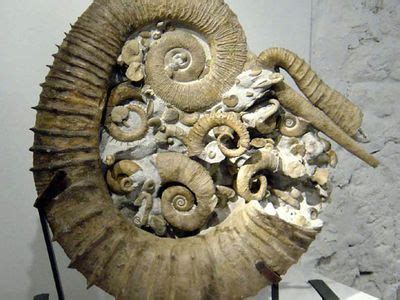 회원님의 보드와 비슷한 Biology 및 Dinosaures와 기타 보드 12개 받은메일함 Daum 메일 Fossielen Geologie Schelpen