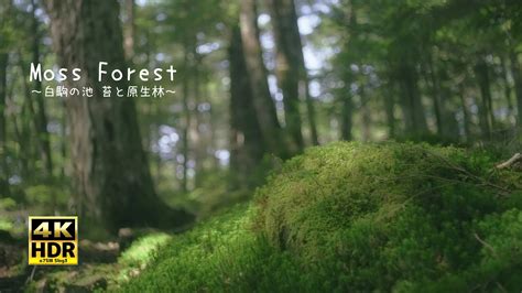 Moss Forest 白駒の池 苔と原生林4KHDR YouTube