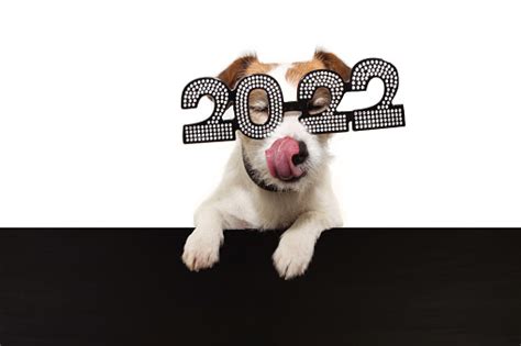 검은 색 가장자리를 통해 발을 가진 개는 코를 혀와 연결하고 흰색 배경에 텍스트 2022와 안경을 착용 새해에 대한 스톡 사진