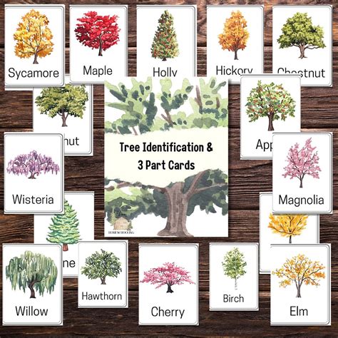 Tree Identification Cards Ftl Of Homeschooling Tree Identification Cards Ftl Of Homeschooling