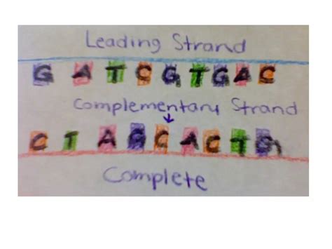 Dna Replication Model Key