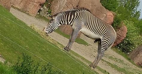 Silly Zebra Photobombing Me Imgur