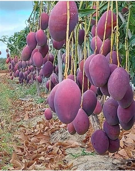 သရက်စိုက်ပျိုးရေးနည်းပညာရွှေမြန်မာ Facebook