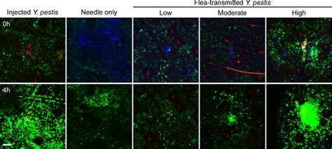 Imaging Neutrophil And Macrophage Response To Flea Transmitted Y Download Scientific Diagram