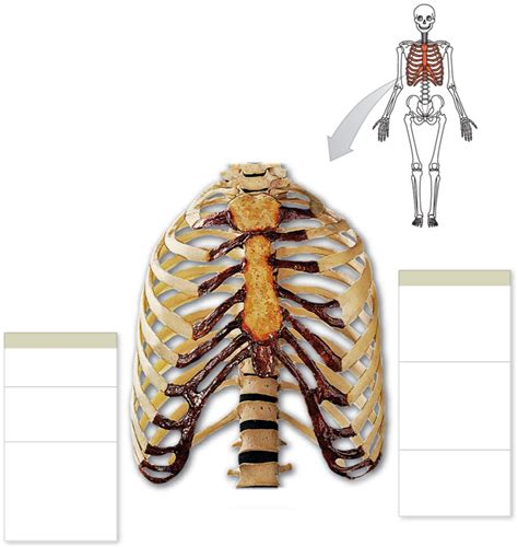 Thoracic Cage Diagram Quizlet