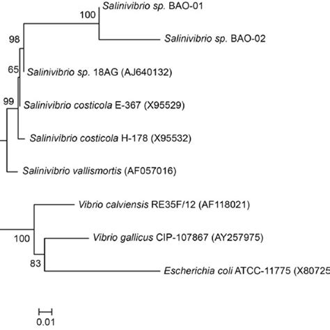 A Phylogenetic Tree Generated By The Neighbor Joining Method Showing