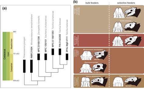 A The Single Most Parsimonious Tree Produced By Phylogenetic