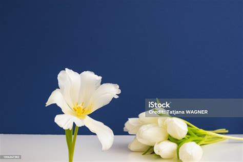 흰색 튤립꽃은 흰색 테이블에 놓여 있고 전경 파란색 배경에 꽃이 만발한 튤립 한 개 3월에 대한 스톡 사진 및 기타 이미지