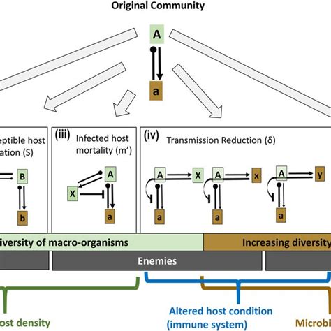 conceptual diagram of how si left and psf right modeling frameworks